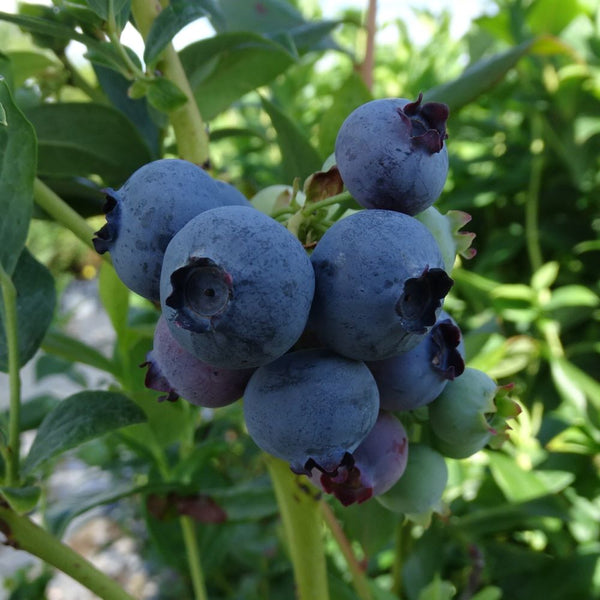 Blueberry | Hannah's Choise – Heimanis stādaudzētava