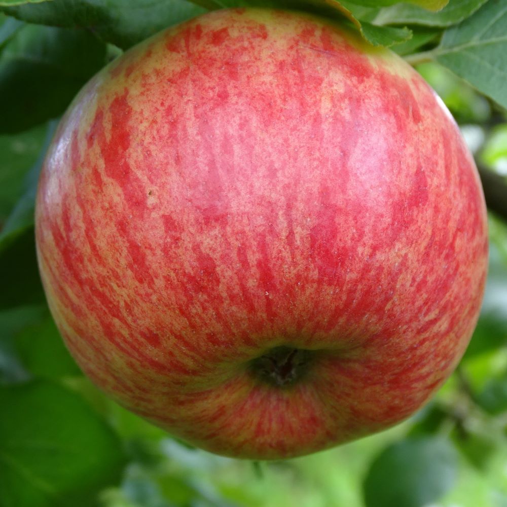 `Pirja` – Heimanis stādaudzētava