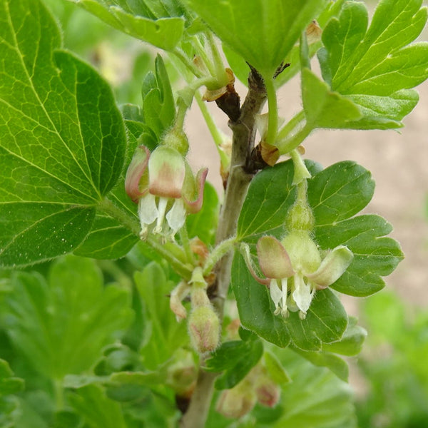 Ērkšķoga | Tukuma konfekšu – Heimanis stādaudzētava