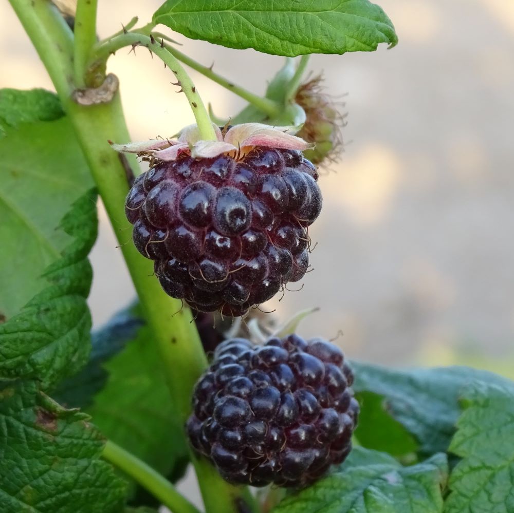 Black primocane raspberry | Heban (Black Polka) – Heimanis stādaudzētava