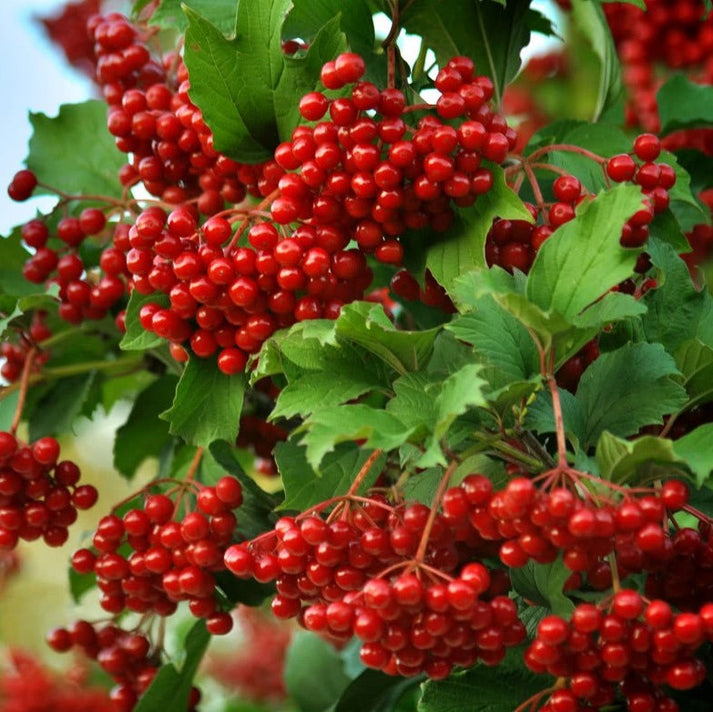 Irbene parastā (Viburnum opulus L.) – Heimanis stādaudzētava