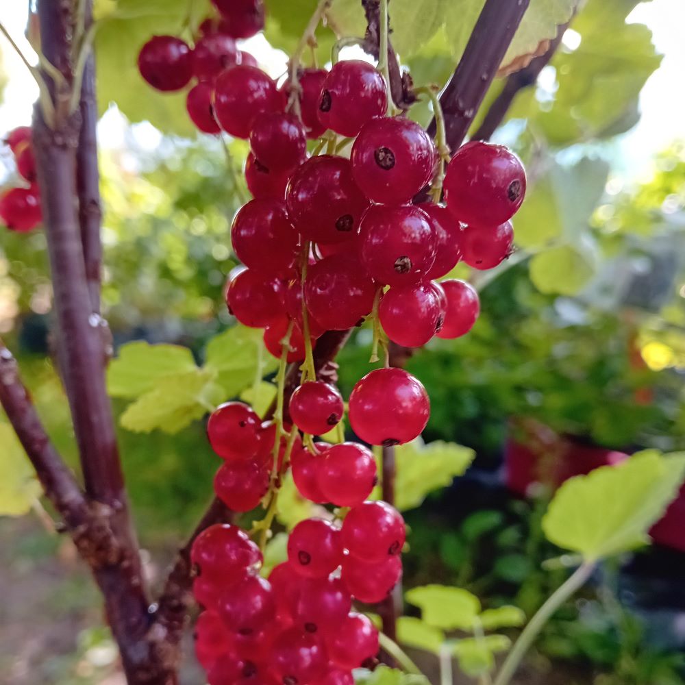 Red currant | Jonkheer Van Tets – Heimanis stādaudzētava