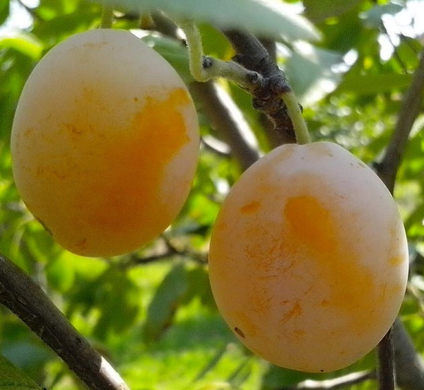 Plūme | Ance – Heimanis stādaudzētava