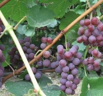 Grape | Einset seedless – Heimanis stādaudzētava