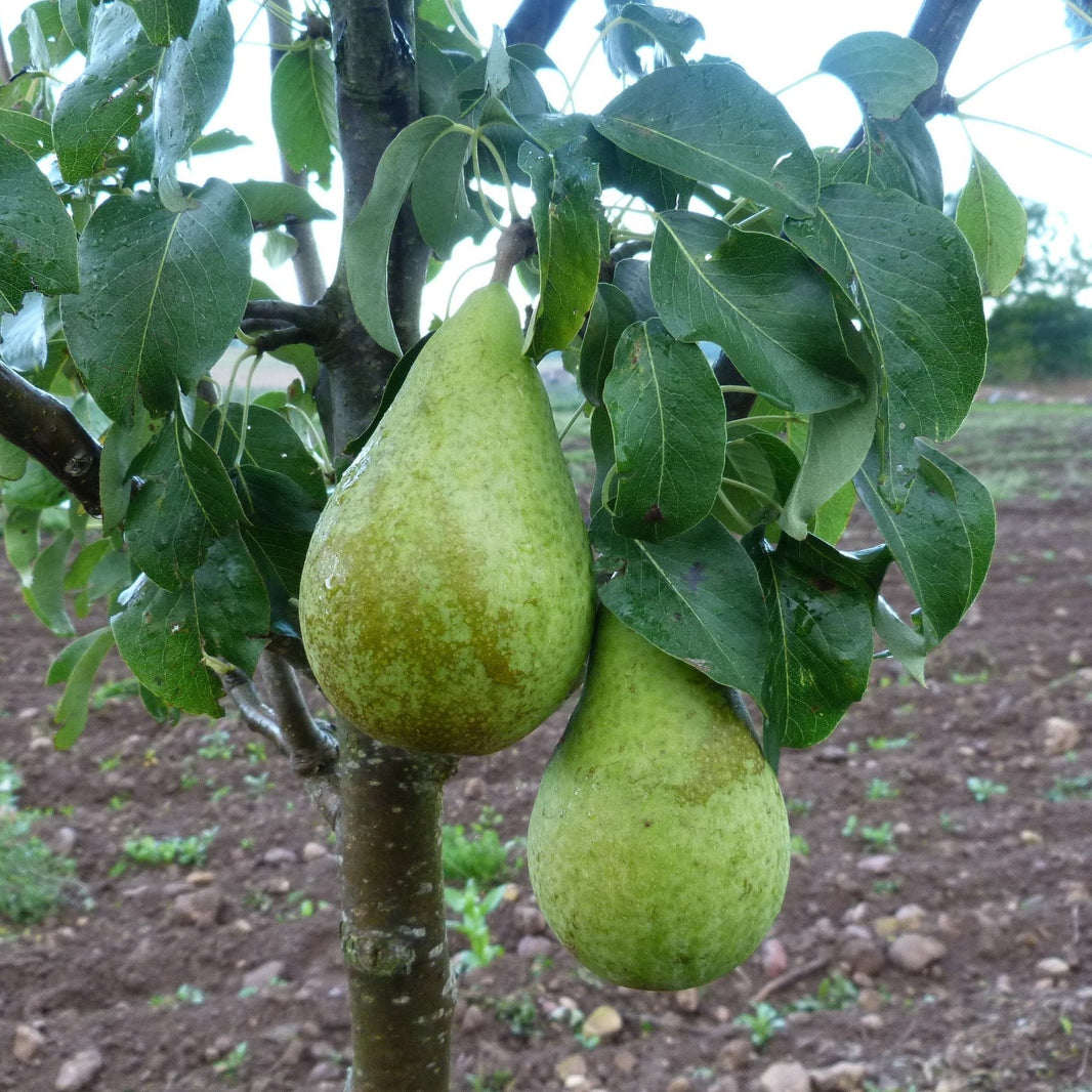 Bumbieres | Heimanis stādaudzētava - stādi no Pūres.