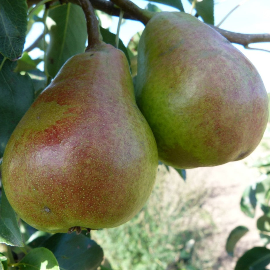Bumbieres | Heimanis stādaudzētava - stādi no Pūres.