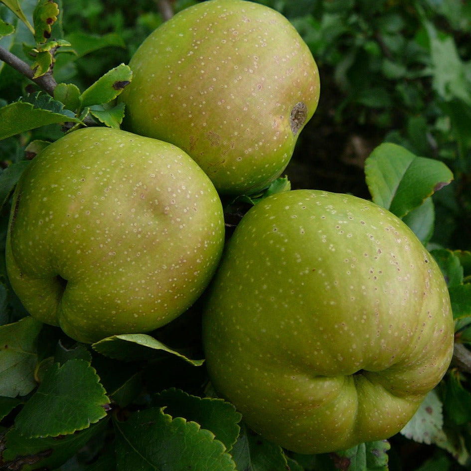 Bush quince | Alpha seedling – Heimanis stādaudzētava