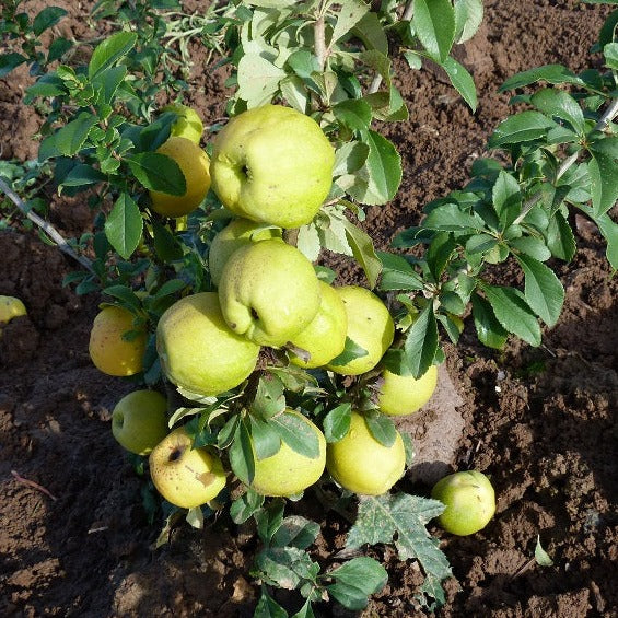 Bush quince | Rondo seedling – Heimanis stādaudzētava